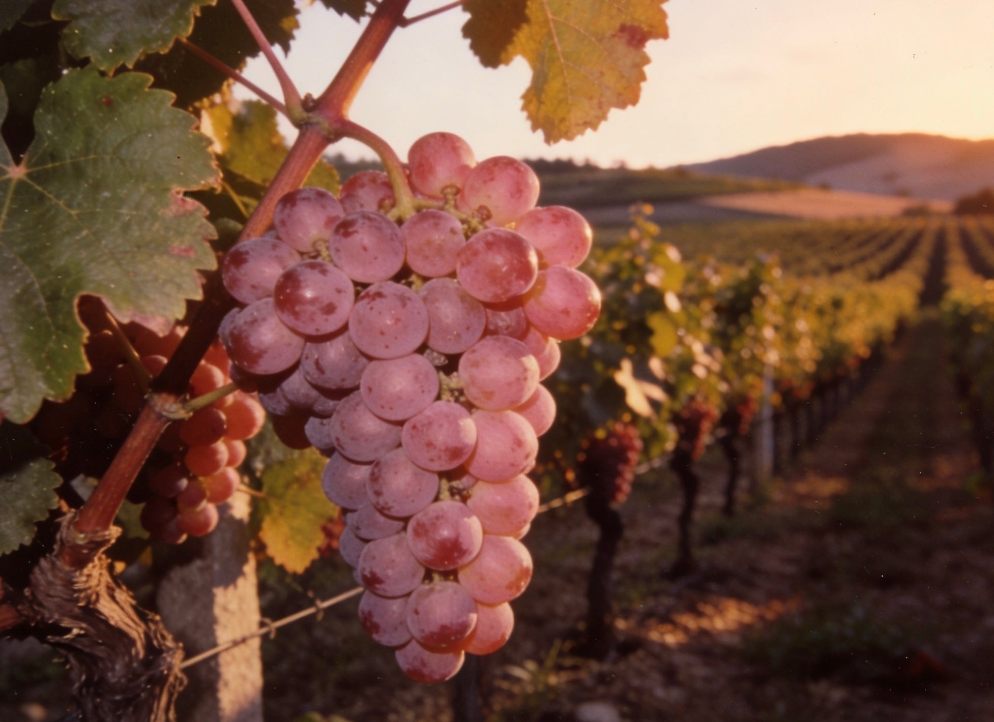 ROSÉ – BOUCHON